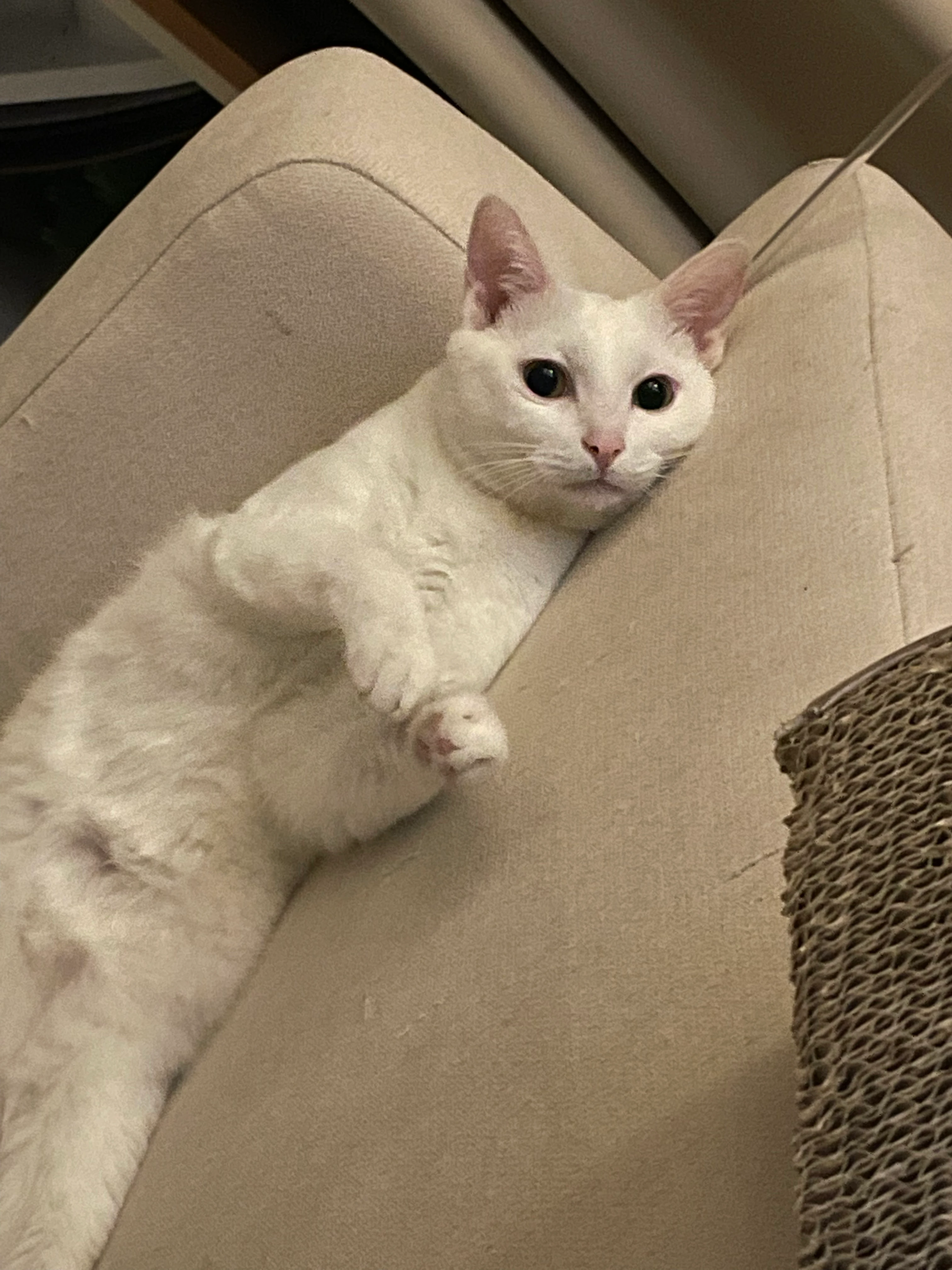 홀쭉한 까만 고양이 까미 - #고양이보고가세요 - cafenono