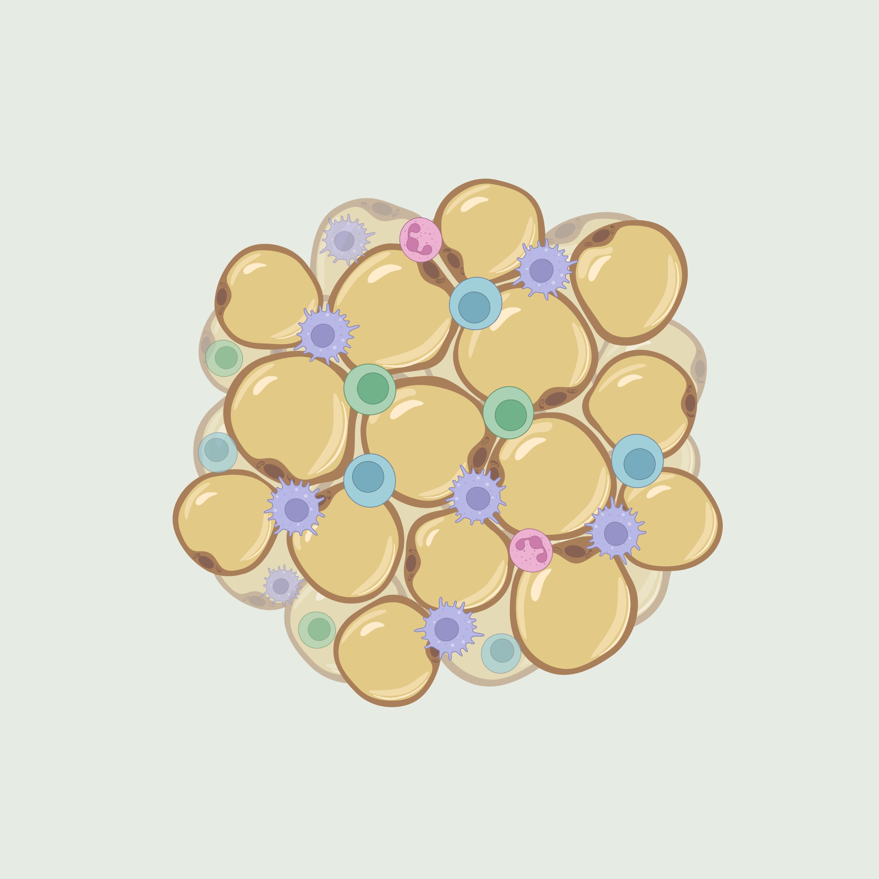 Stem cell probe - SENPRO