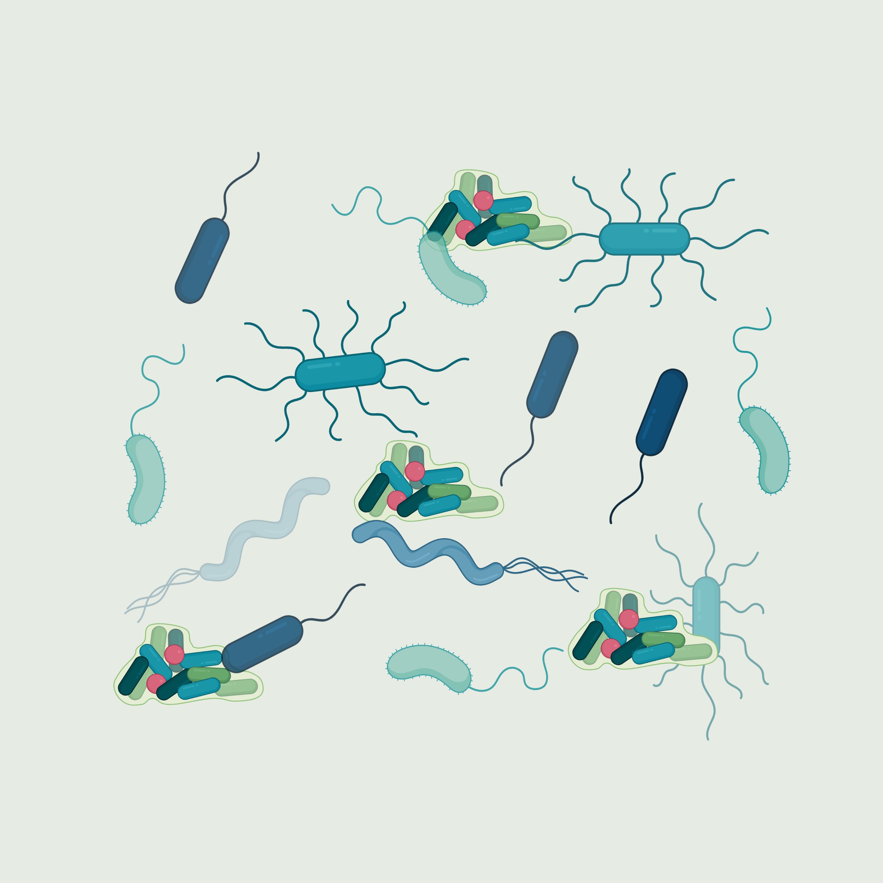 Bacteria, Bioflim probe - SENPRO