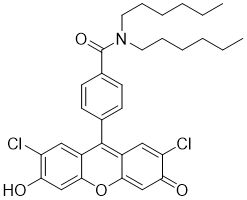 CDg13 [Catalog # P013] - Neuronal stem cell probes - SENPRO