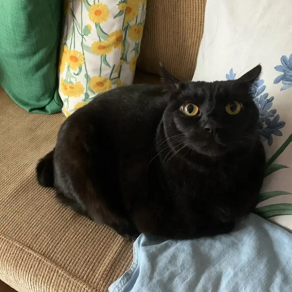 홀쭉한 까만 고양이 까미 - #고양이보고가세요 - cafenono